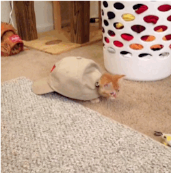 The 9 Best Cat Vines Of 2013
