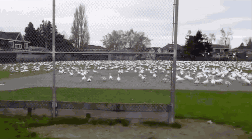 This "Geese Tsunami" Is Either Incredible Or Terrifying