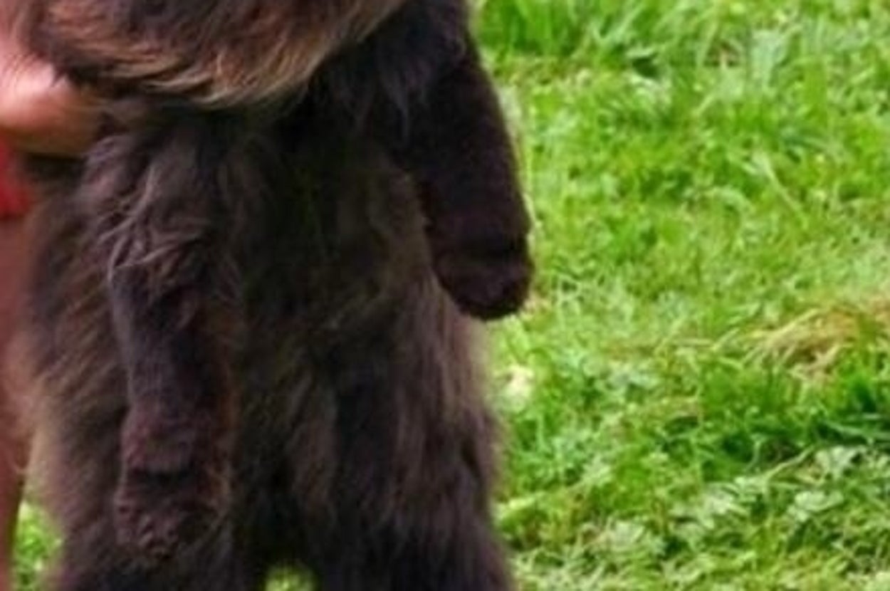 The 30 Most Important Cats Of 2013