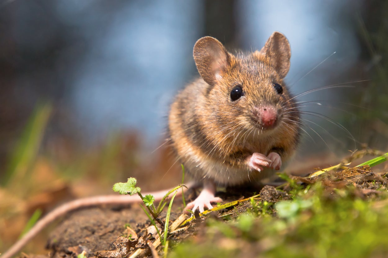 A Parachute Regiment Of Mice Have Been Deployed In Guam To Kill Snakes