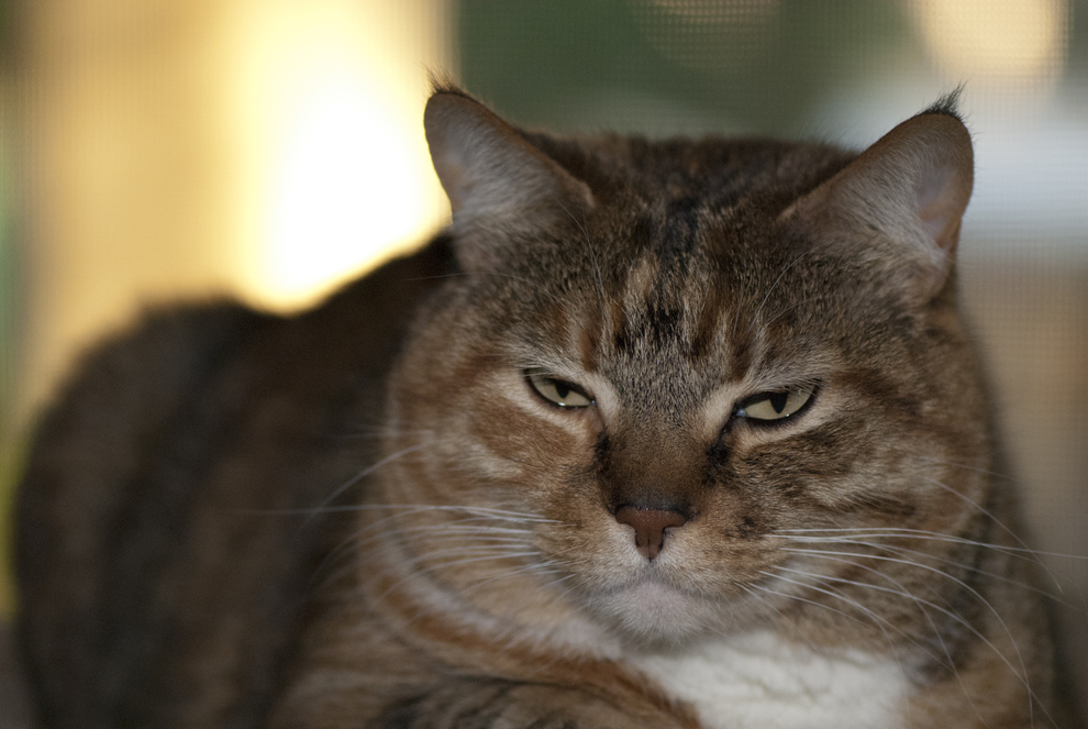 14 Scrooge Cats Who Are Not Amused