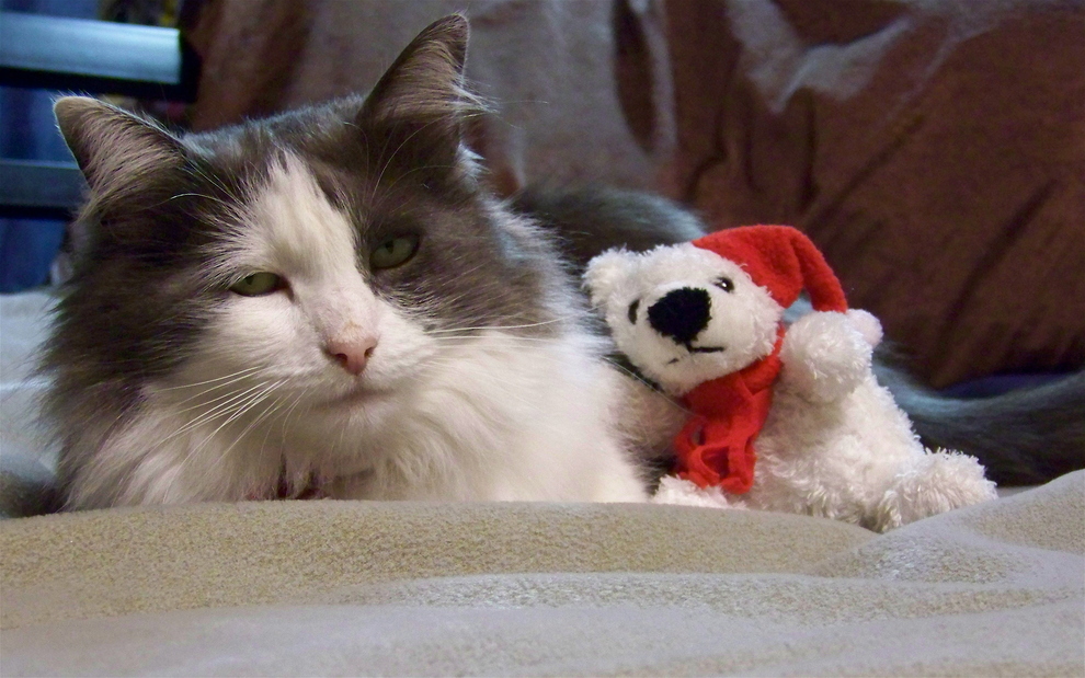 14 Scrooge Cats Who Are Not Amused