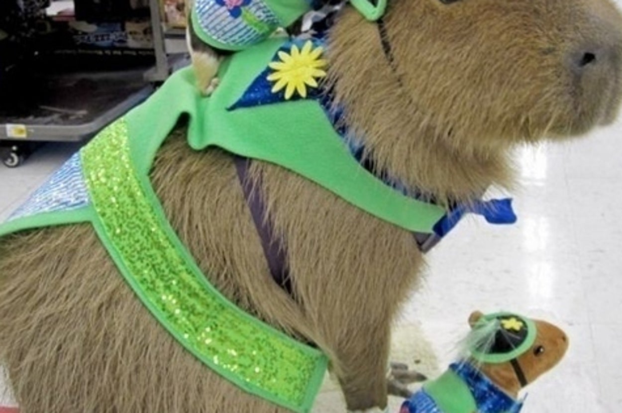 27 Ways The Capybara Is The Life Of The Party