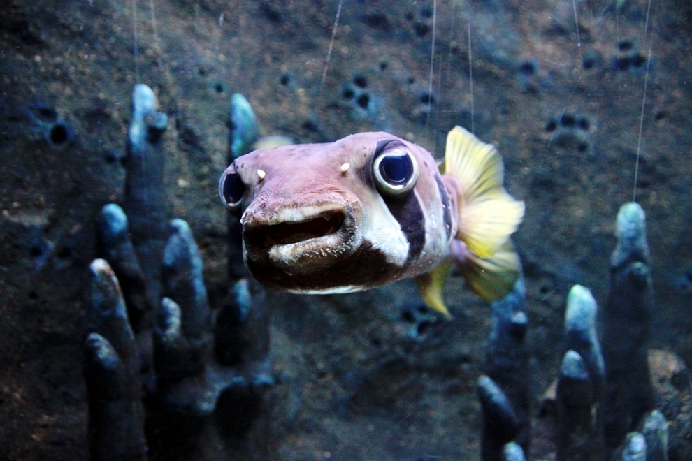 14 Cute Fishies Who Just Want To Be Your Friend