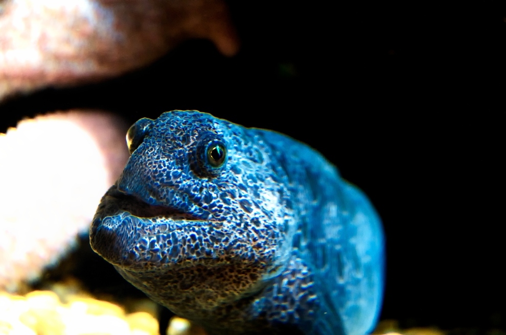 14 Cute Fishies Who Just Want To Be Your Friend