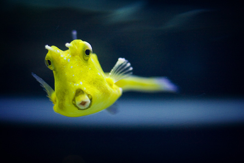 14 Cute Fishies Who Just Want To Be Your Friend