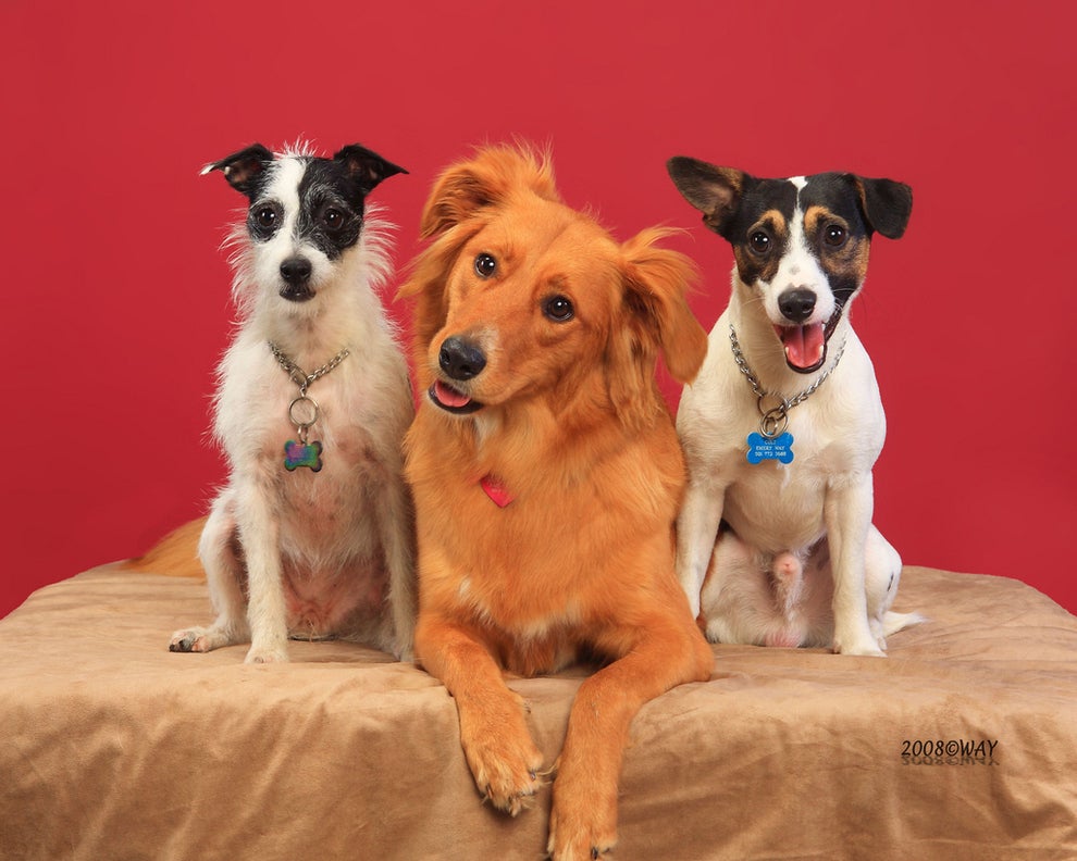 13 Lessons Of Love We Can Learn From Dogs