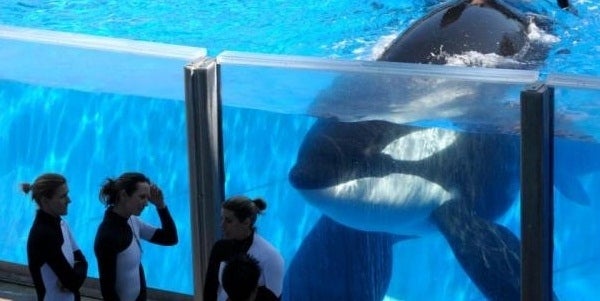 11 Facts Everyone Should Know About Orca Captivity