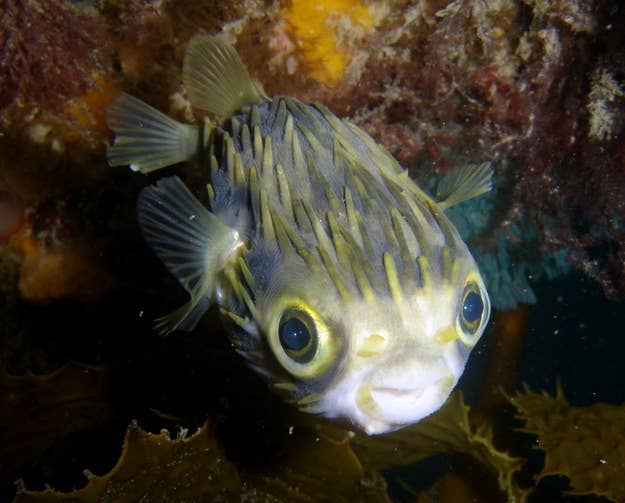 14 Cute Fishies Who Just Want To Be Your Friend