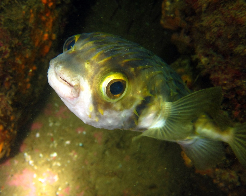 14 Cute Fishies Who Just Want To Be Your Friend