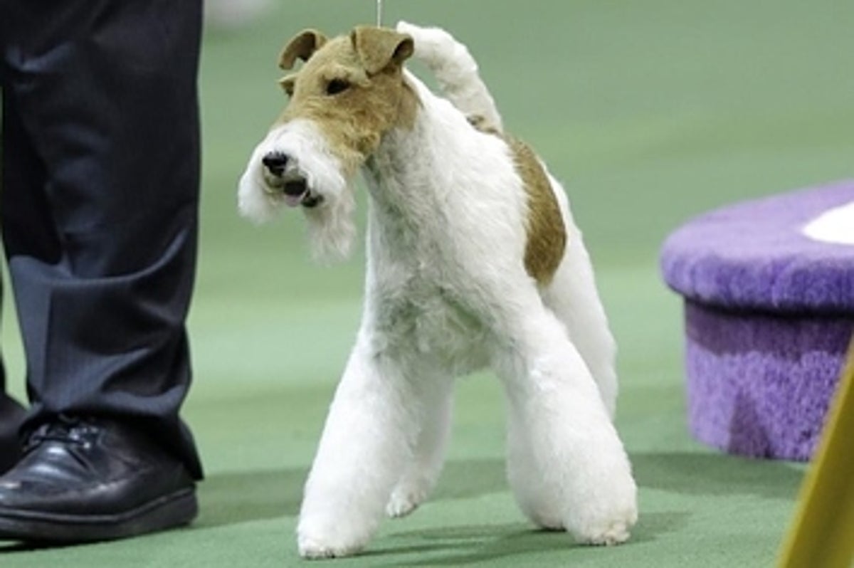 30 Pictures Of Dogs Prancing Around At The 138th Westminster Kennel Club