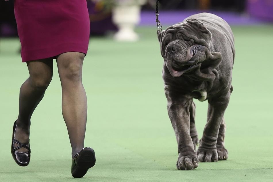 30 Pictures Of Dogs Prancing Around At The 138th Westminster Kennel Club