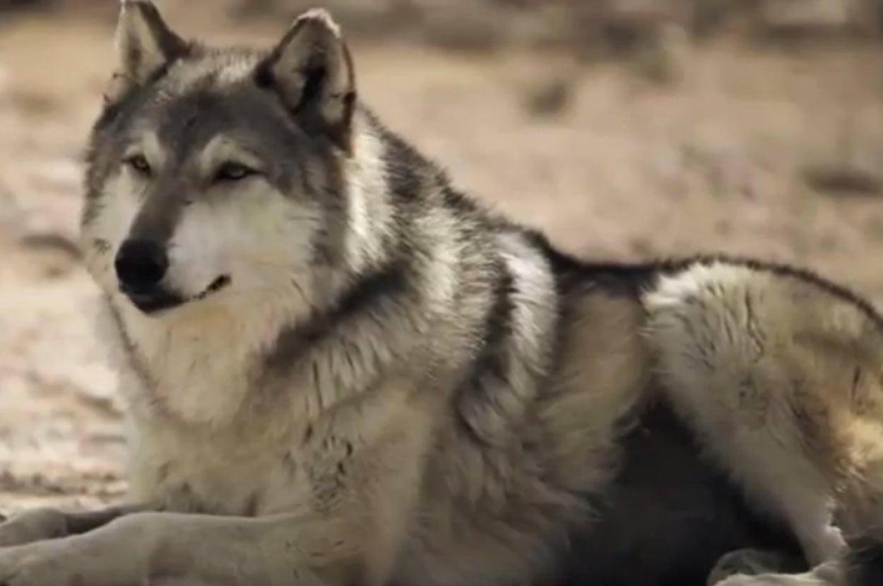 How Wolves Change Rivers Is The Perfect Explanation Of Ecology