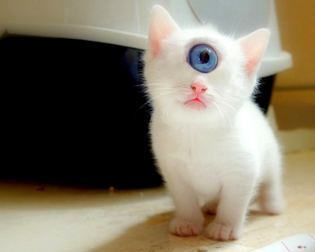 Would You Like One Of These Cute Cyclops Kittens