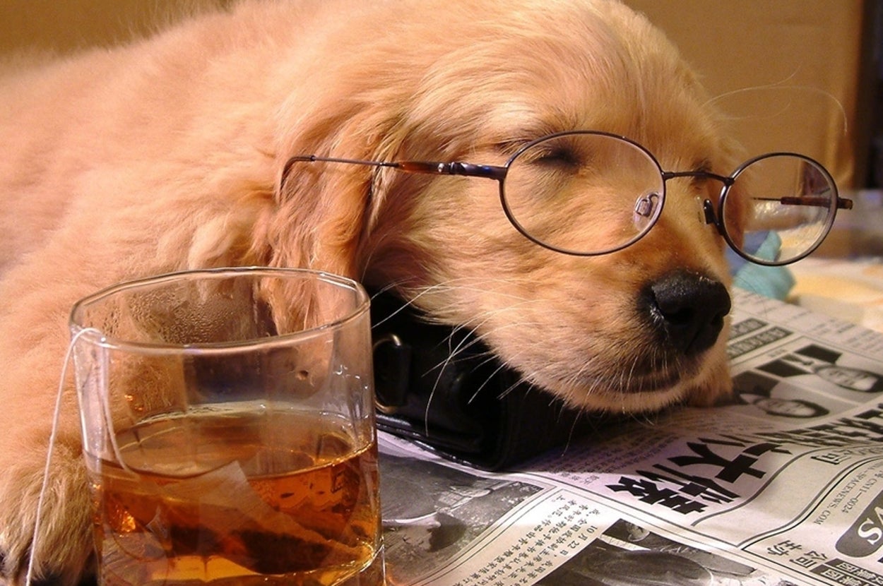 A Dog Café Is Opening In East London