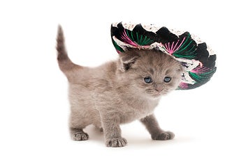 23 Adorables gatos con sombreros de mariachi