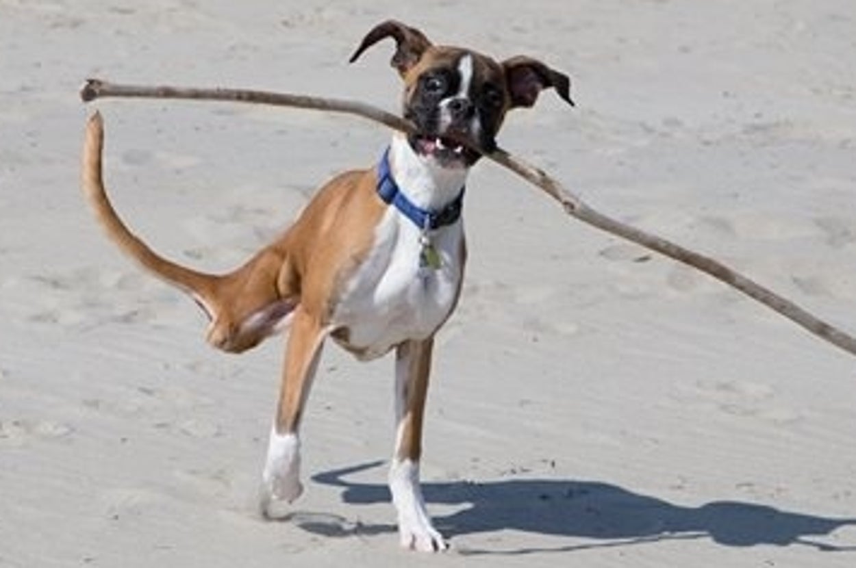 This Two-Legged Dog Running On The Beach Is An Insanely Adorable Speed ...