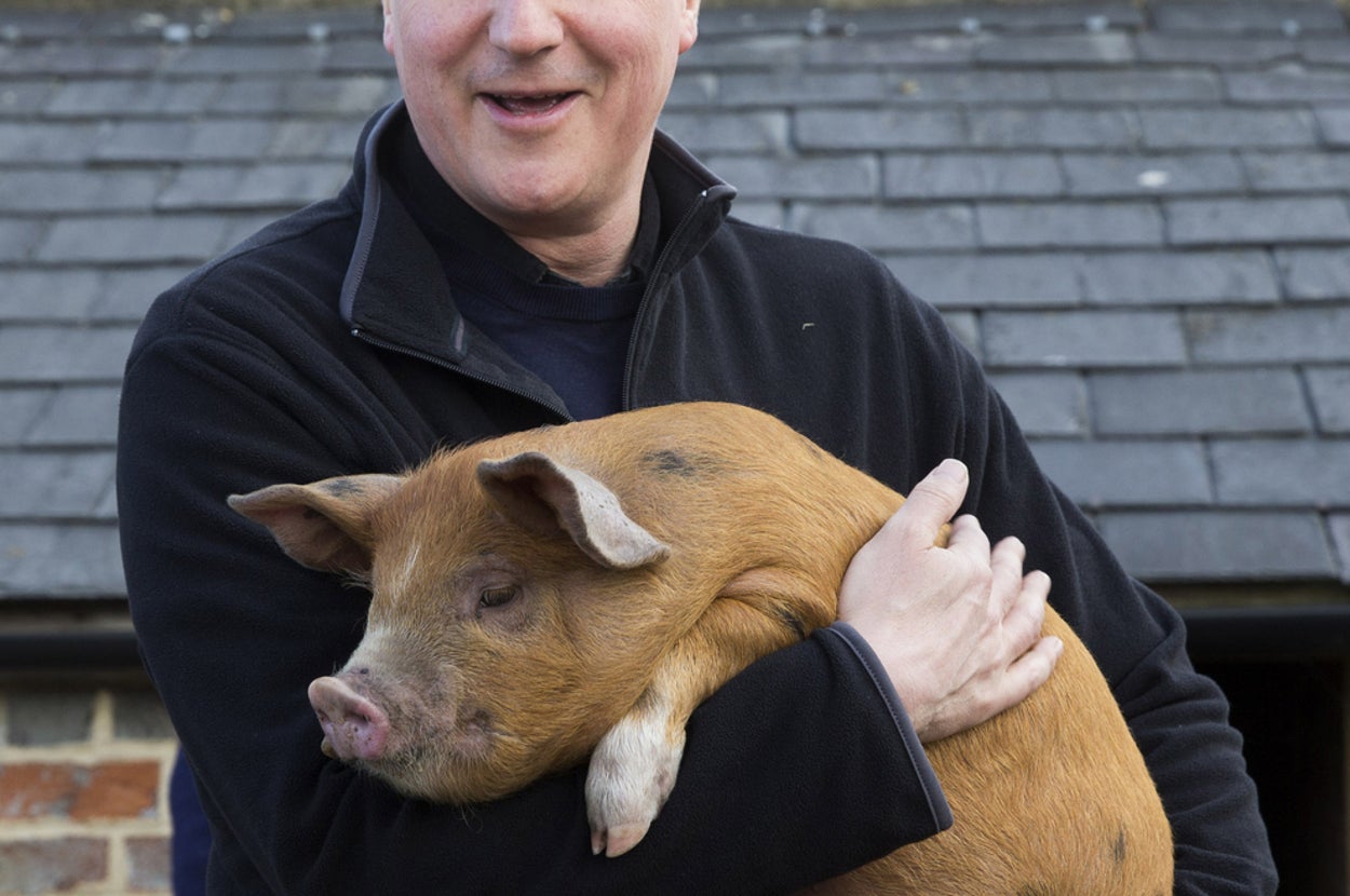 David Cameron Cuddled A Pig At The Weekend