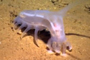 True Facts About The Sea Pig