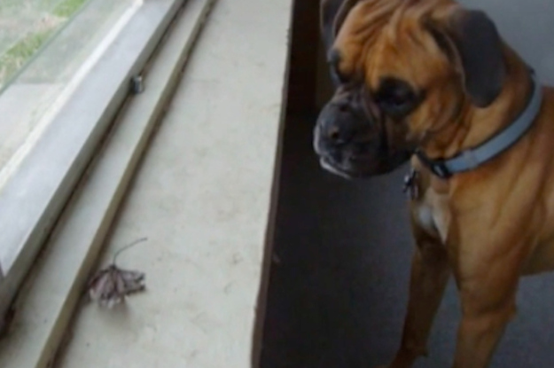 A este perro no le podría aterrorizar algo más ridículo