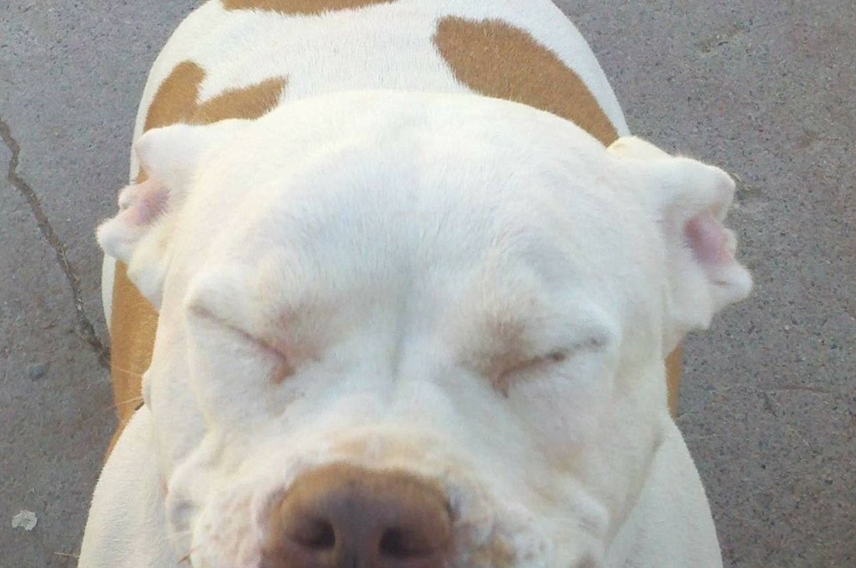 The 17 Funniest Dog Pranks