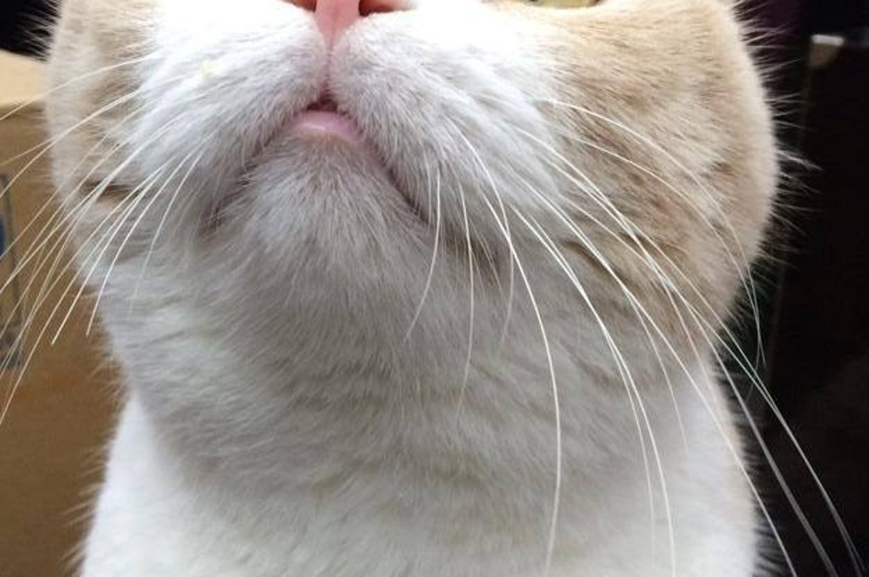 Brother Cream Is Hong Kong’s Most Famous And Most Adorable Cat