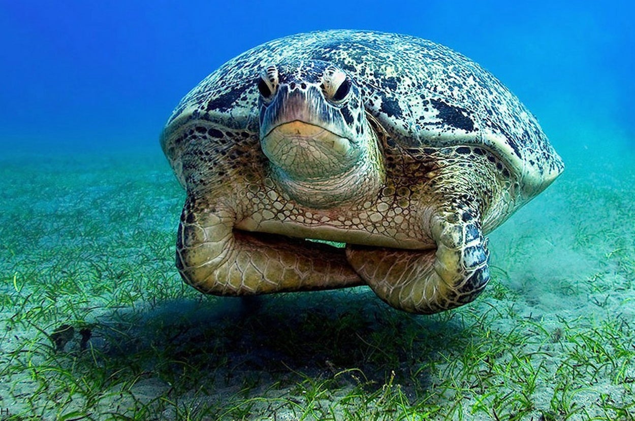 These Animals Unimpressed You Are Recycling On Earth Day