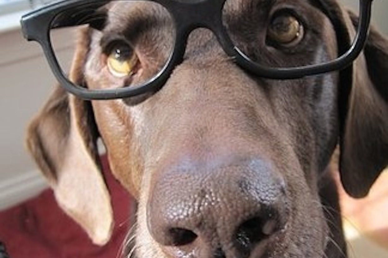 27 Things Your Dog Is Probably Googling