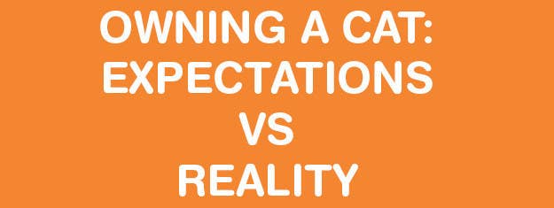 Owning A Cat: Expectations Vs. Reality