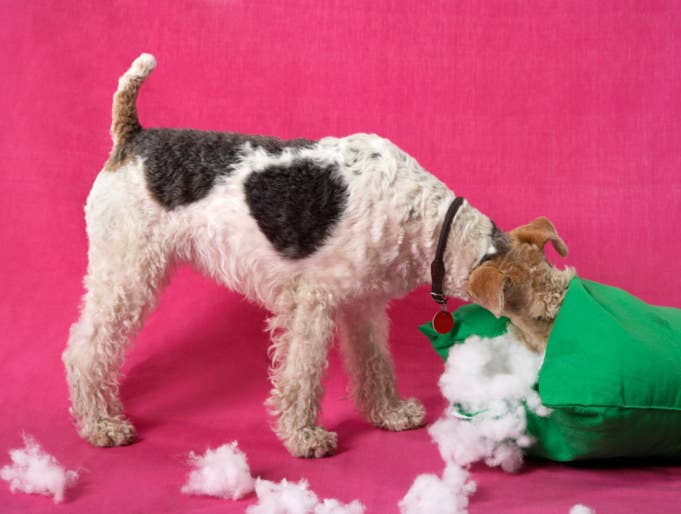 13 Little Dogs With Big Messes