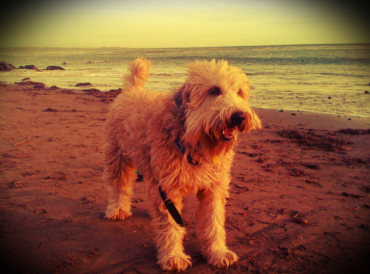 21 Dogs Who Are Beyond Psyched About The Beach