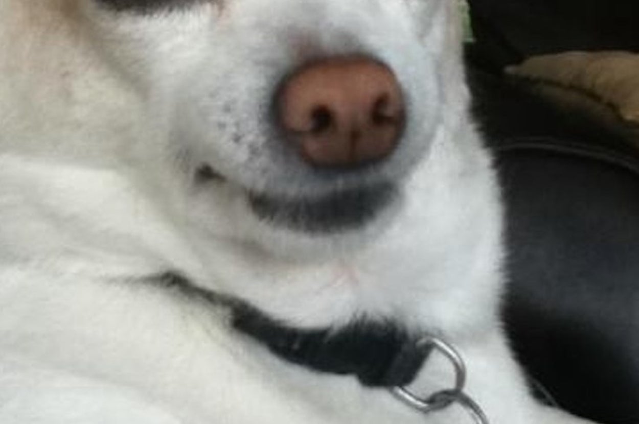 The 100 Most Important Dog Photos Of All Time