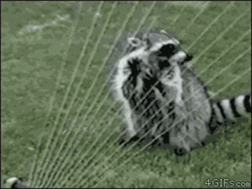 14 Hilarious GIFs That Prove Water Is Endlessly Entertaining