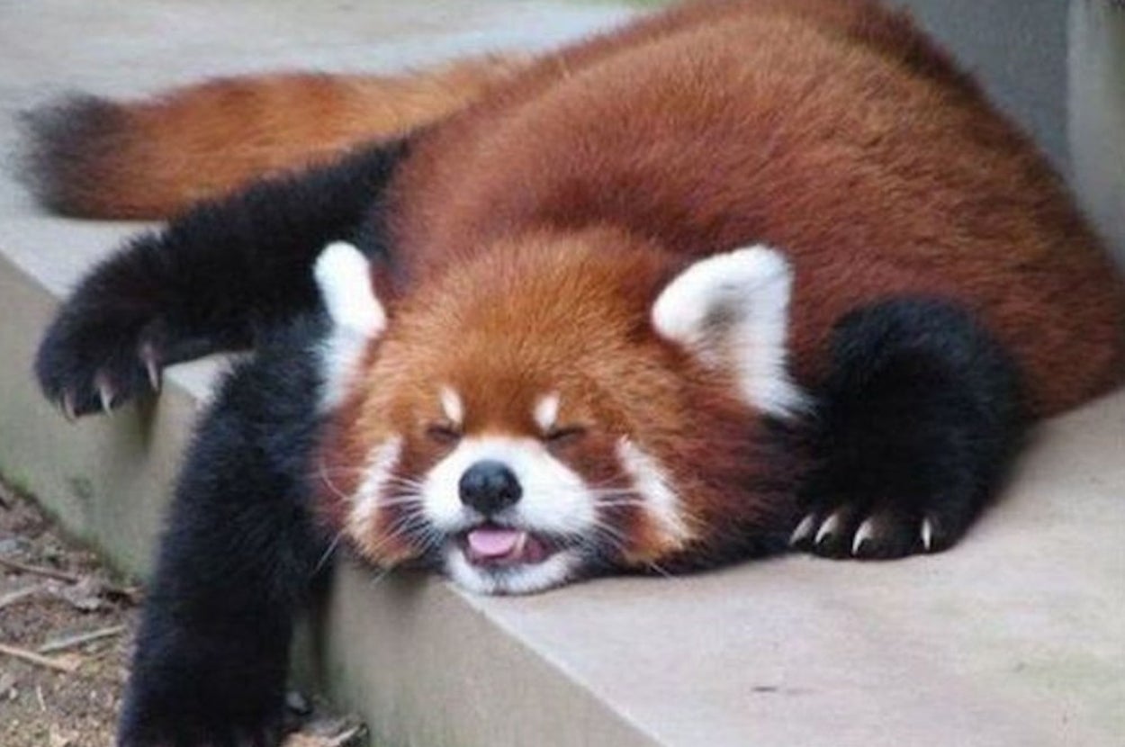 The 27 Best Red Panda GIFs Of All Time