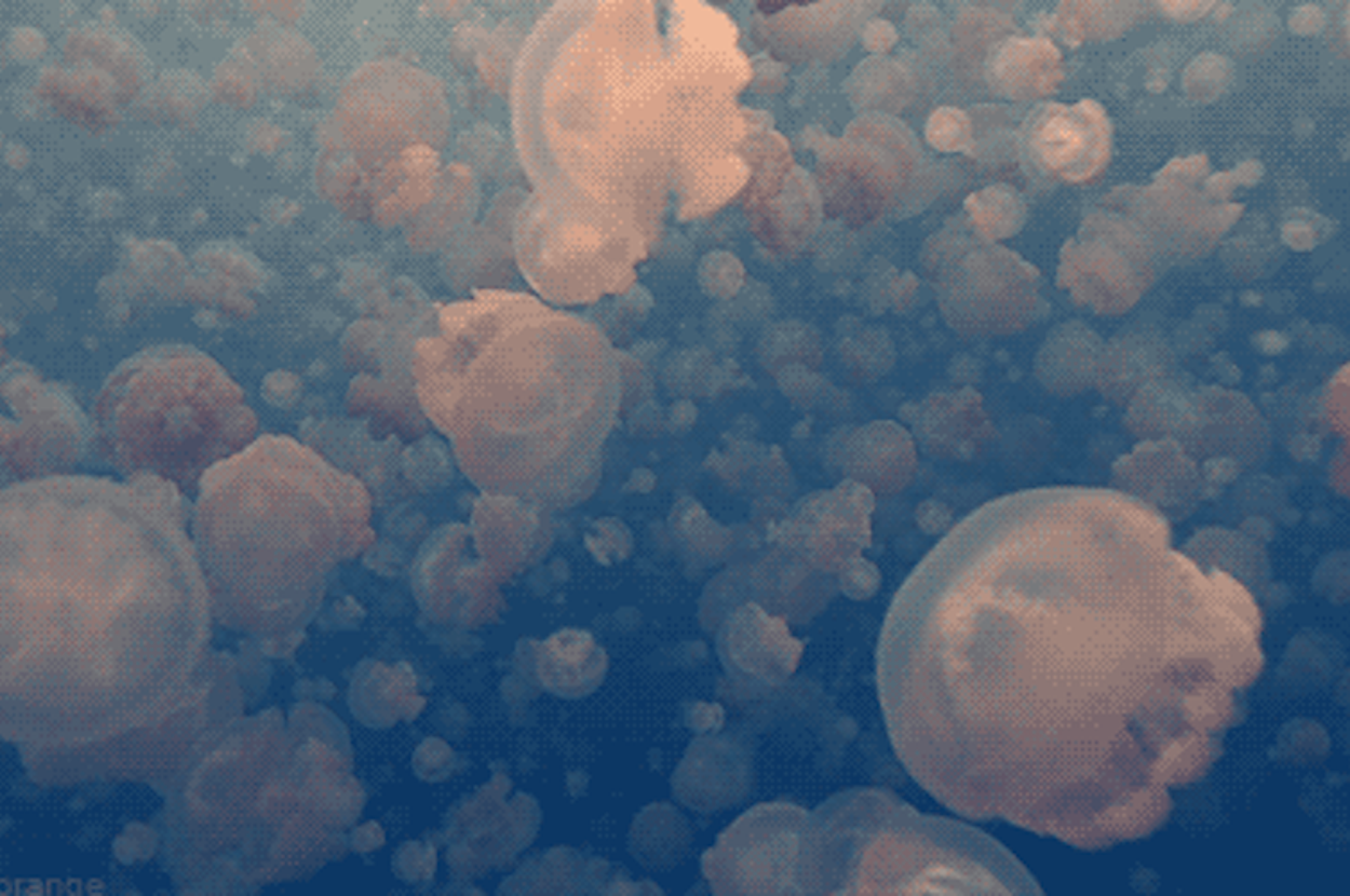 13 Spectacular Underwater GIFs