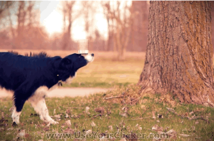 You Need To See This Impressive Dog Perform All Kinds Of Insane ...