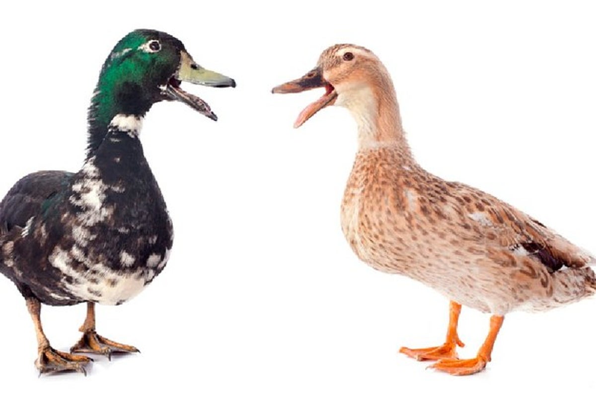 This Mass Exodus Of Hundreds Of Ducks Is Absolutely Insane