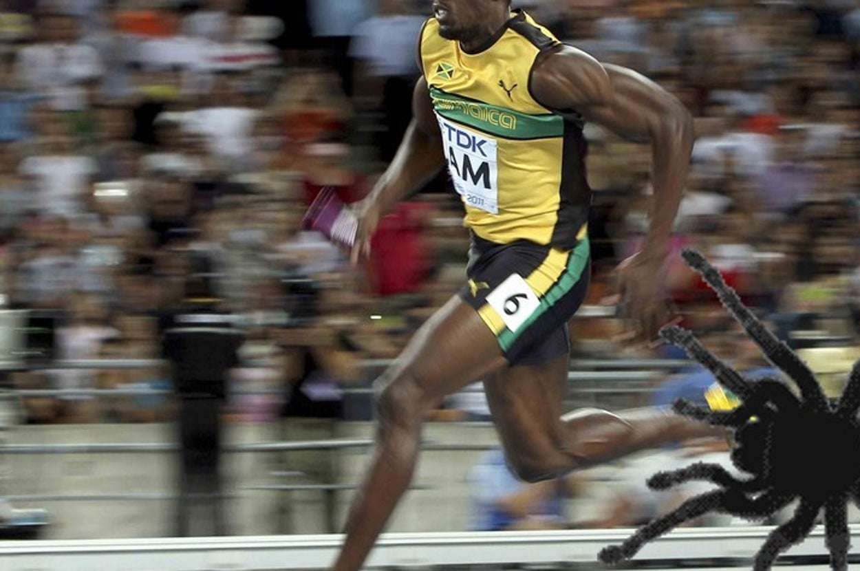 Can A Spider Beat A Human In A Foot Race?