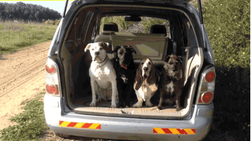 These Dogs Patiently Wait For Their Names To Be Called Out Before ...