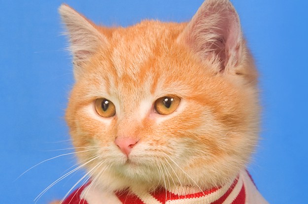 Get The BuzzFeed App For Free