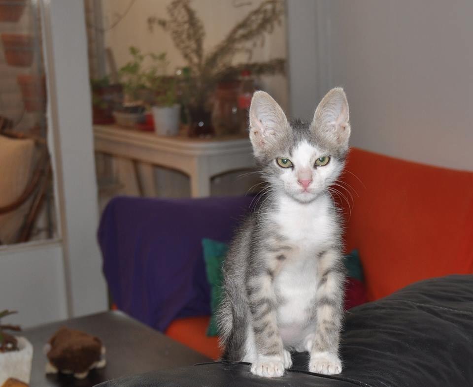 15 Photos That Prove Cats Are Forever Unimpressed