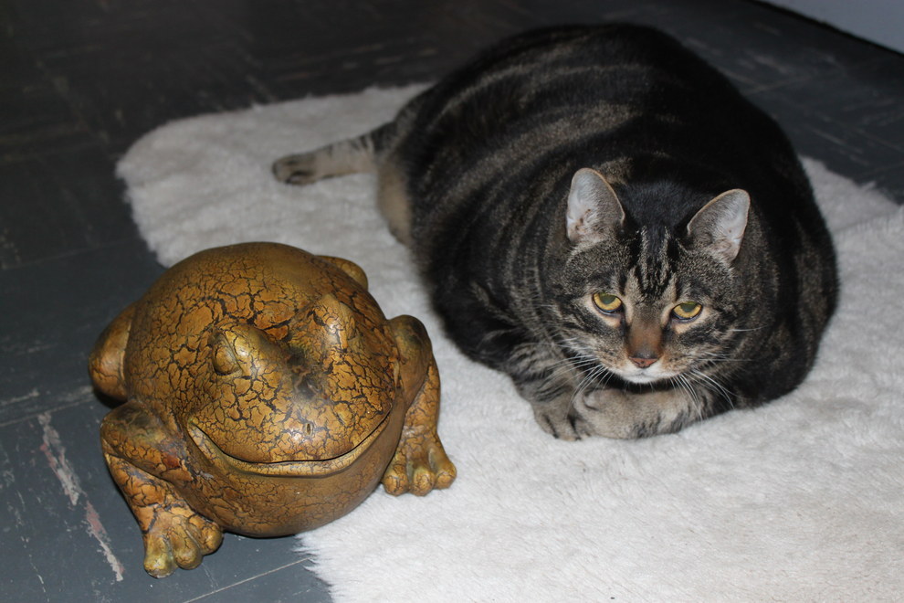 15 Photos That Prove Cats Are Forever Unimpressed