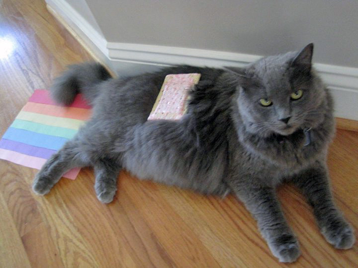 15 Photos That Prove Cats Are Forever Unimpressed