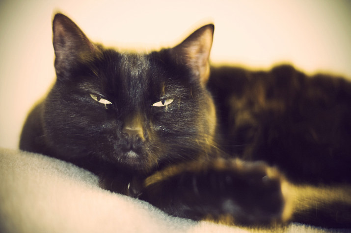 15 Photos That Prove Cats Are Forever Unimpressed