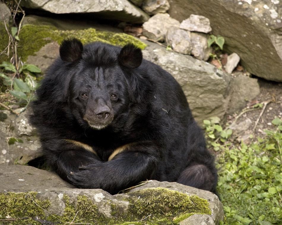 Bear Crashes Kids' Birthday Party In Alaska, Eats All The Cupcakes