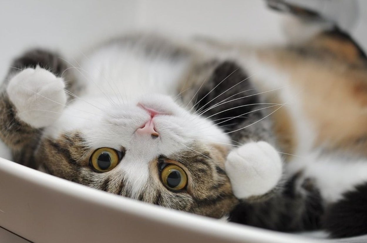 The Ten Feline Commandments