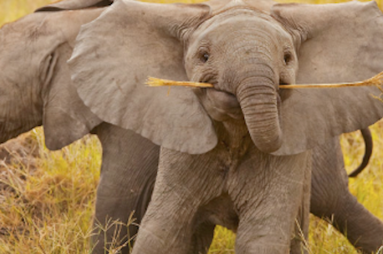 22 Photos That Prove Elephants Make The World A Better Place