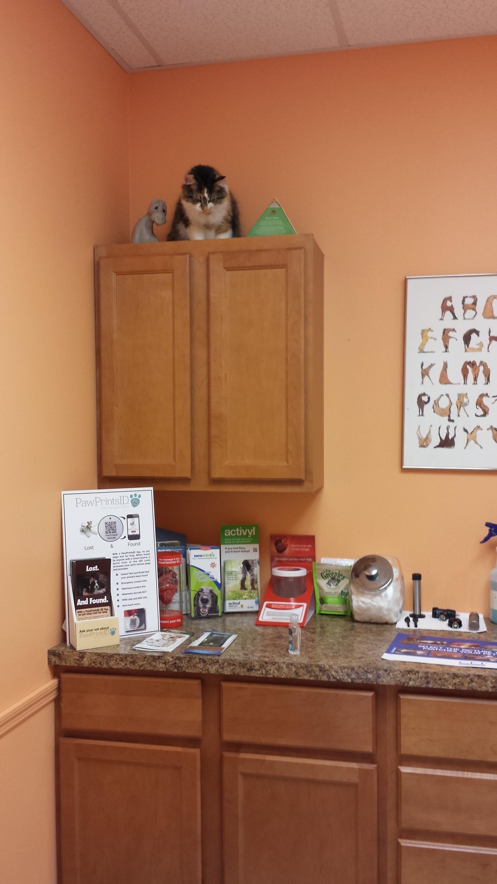 24 Cats Who Realize They've Made A Huge Mistake