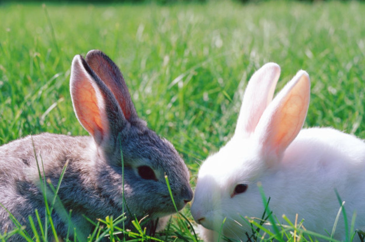 This Angry Rabbit Totally Understands Your Rage