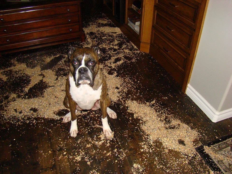 24 perros que en realidad son terribles en su papel de mejores amigos